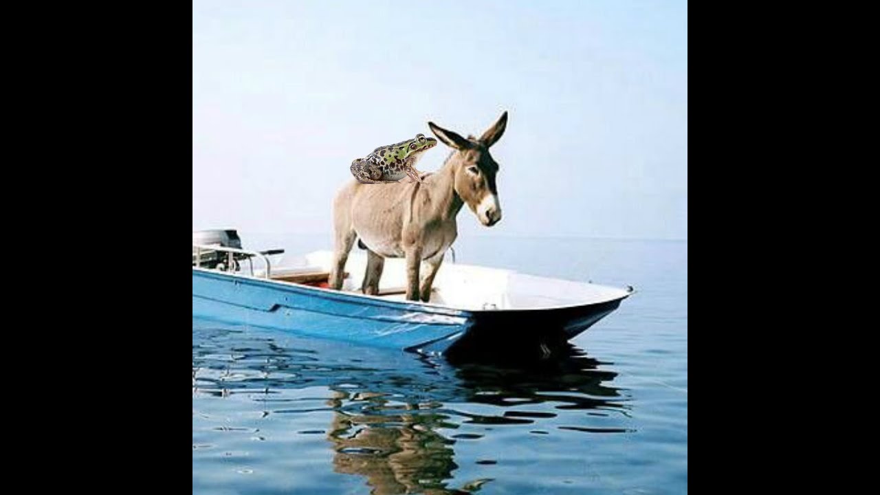 FROG ON A DONKEY - YouTube