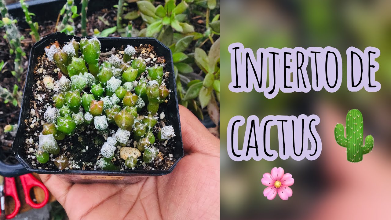 Cómo hacer un injerto de cactus / injertando plántulas 🌵 - YouTube