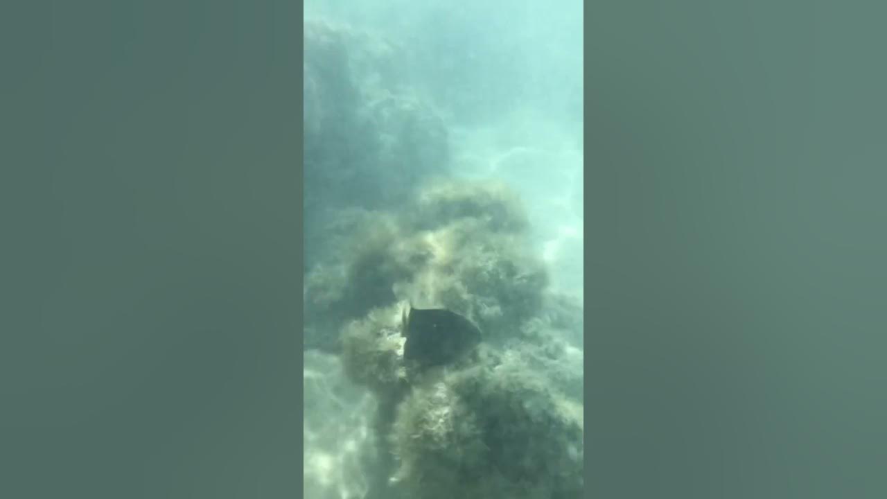 Fish attacks camera - YouTube