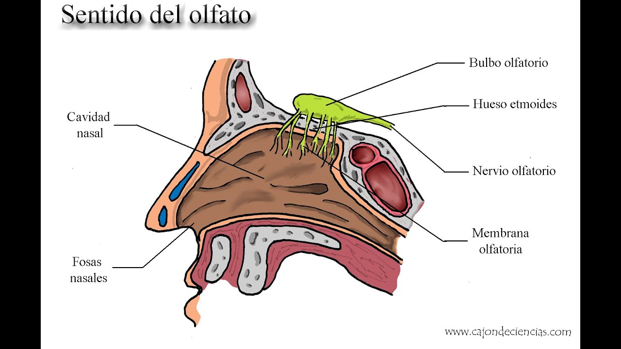 QUIMIORRECEPTORES DEL OLFATO 4º Primaria - YouTube