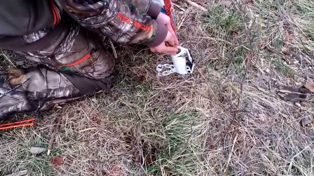 Coon trapping Z-trap - YouTube