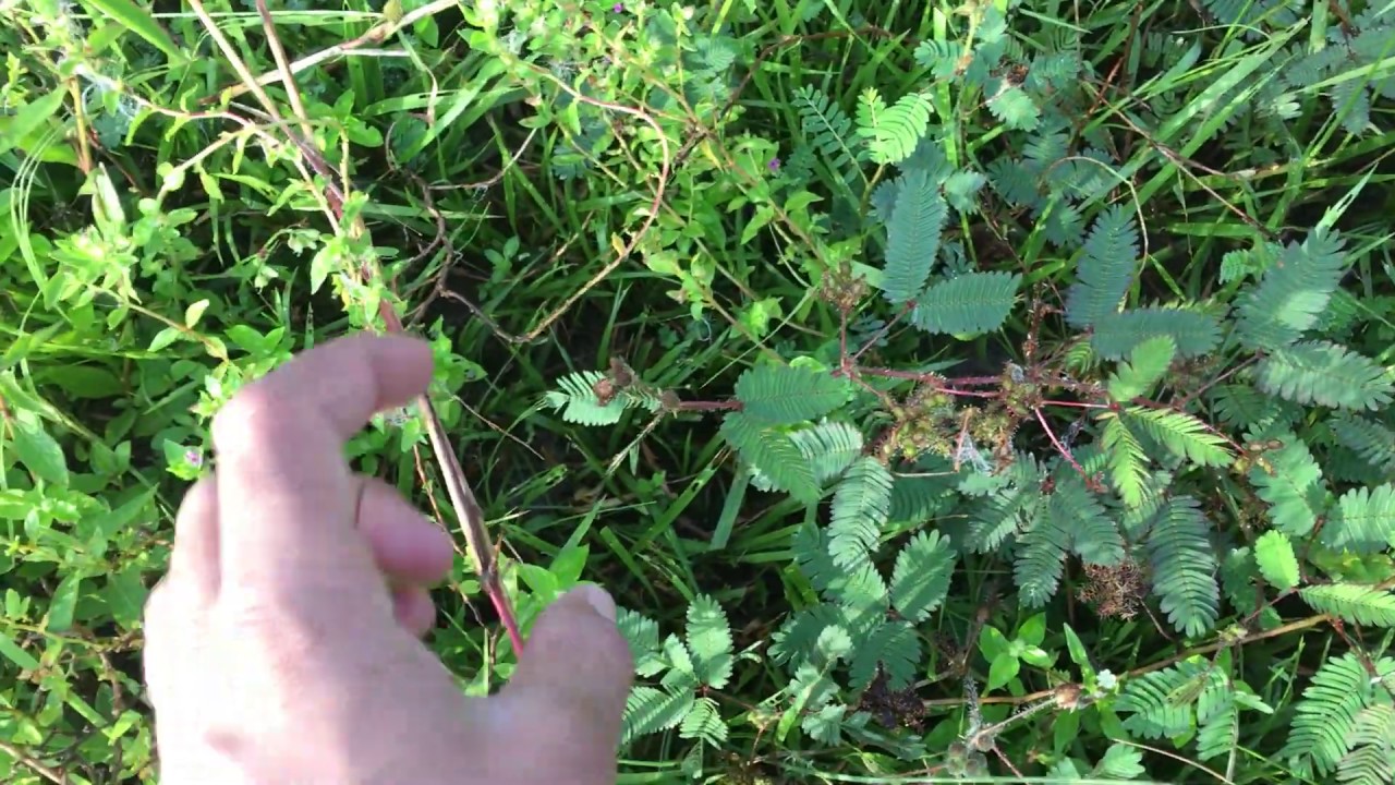 छुईमुई का पौधा |chui mui plant | Video | HD | In Hindi - YouTube