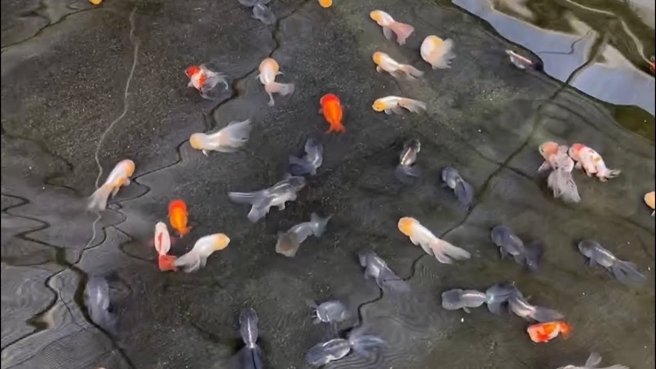 A soothing fancy goldfish video for the weekend - YouTube