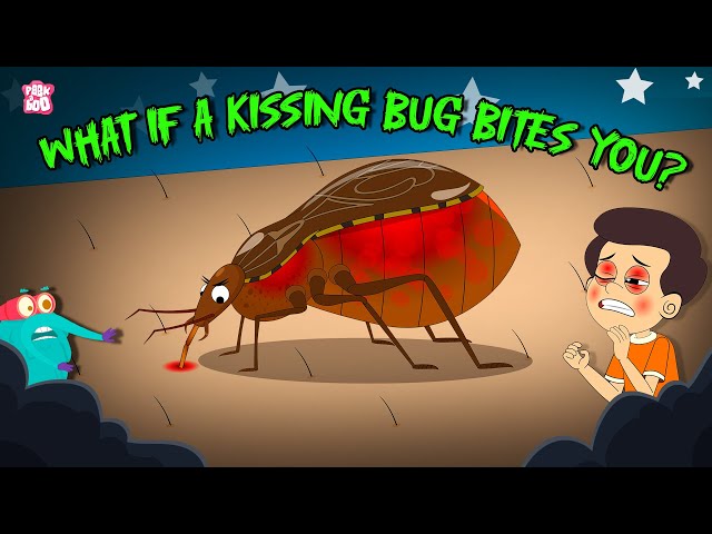 What Happens If a Kissing Bug Bites You? 🐞 | Are Kissing Bugs Dangerous ...