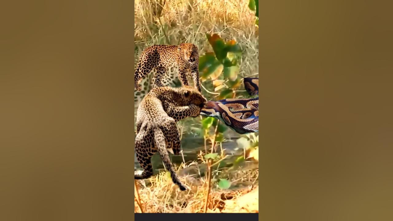 leopard hunting python | leopard vs python #animals #shorts #viral ...