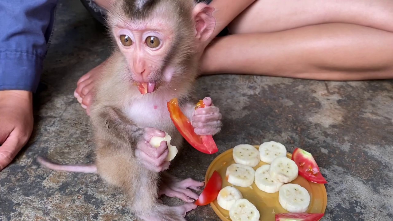 monkey lisa has lunch with bananas and tomatoes - YouTube