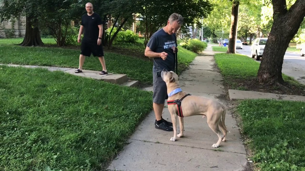 Dog Adopted! Gregor’s Adoption Fee Covered! - YouTube