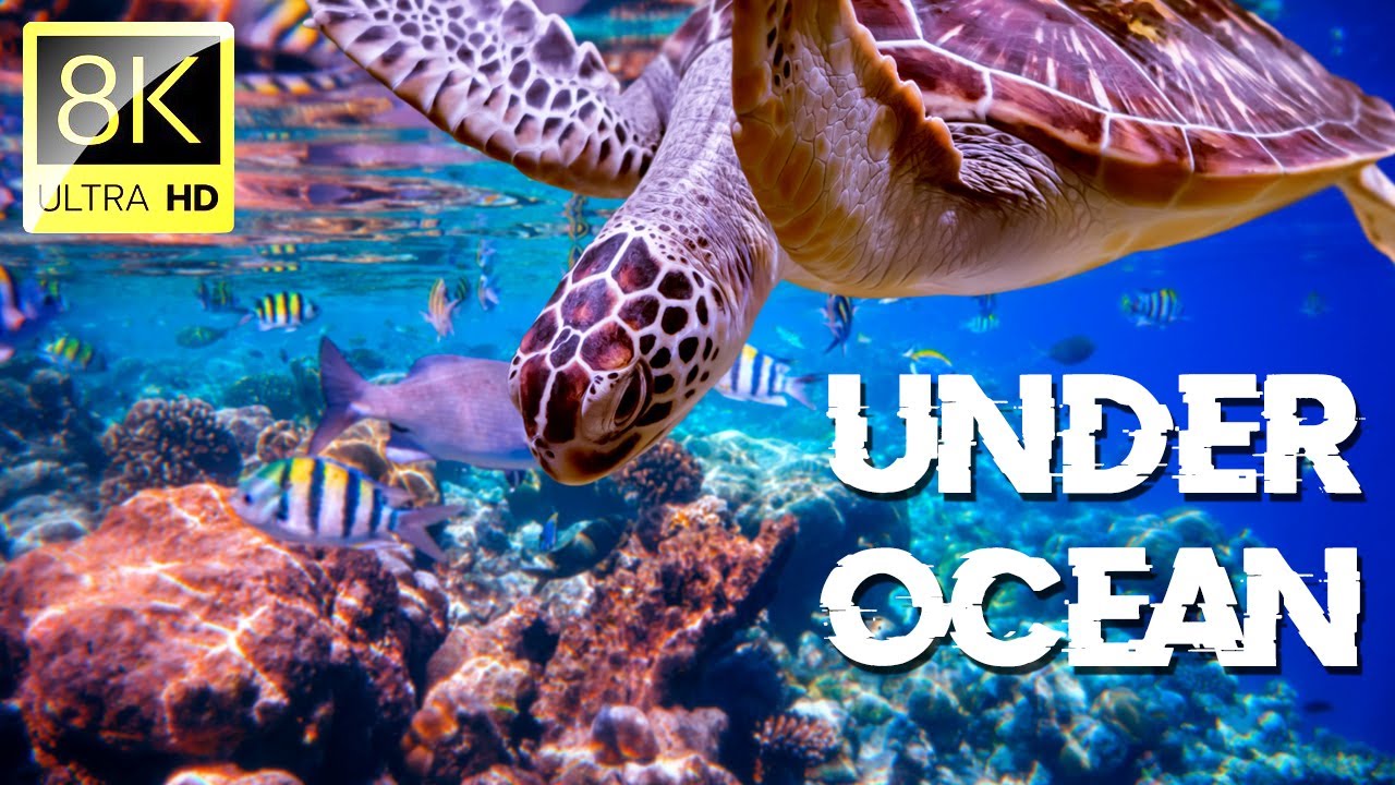 Colours Of The Ocean | Collection in 8K ULTRA HD (60 FPS) | Relaxation ...