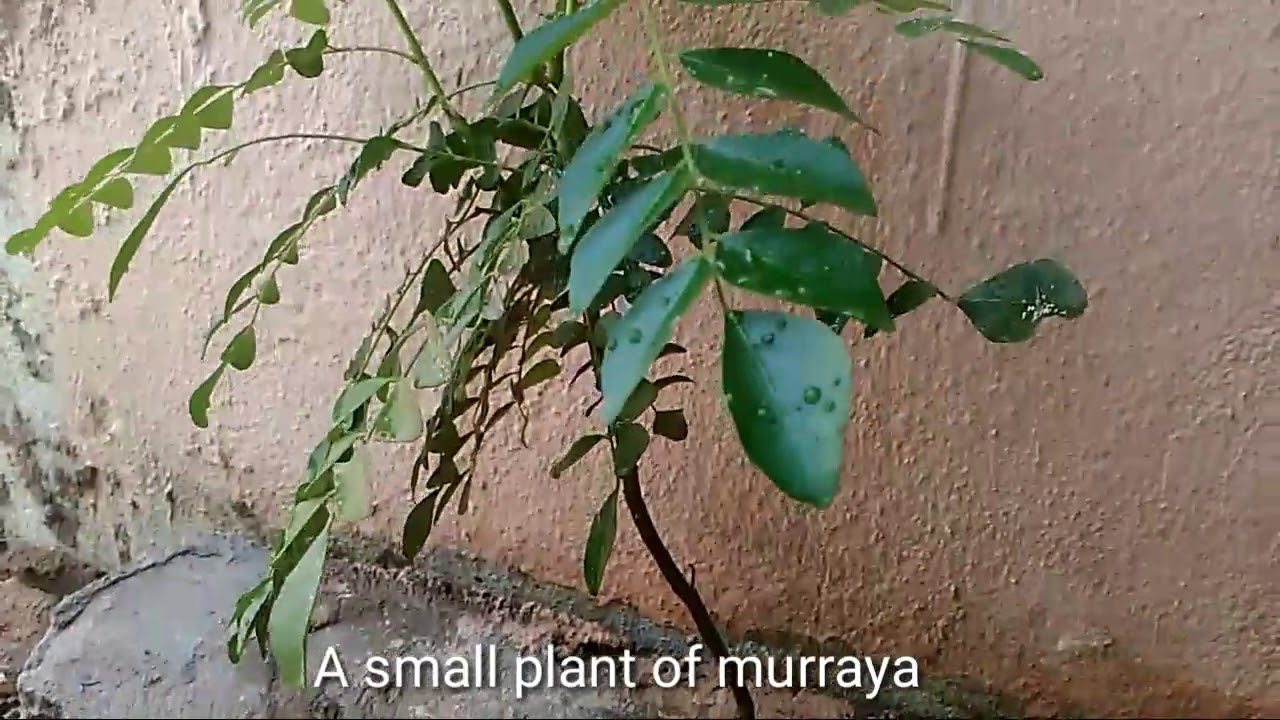 How To Grow Curry (Murraya koenigii) Tree At Home - YouTube