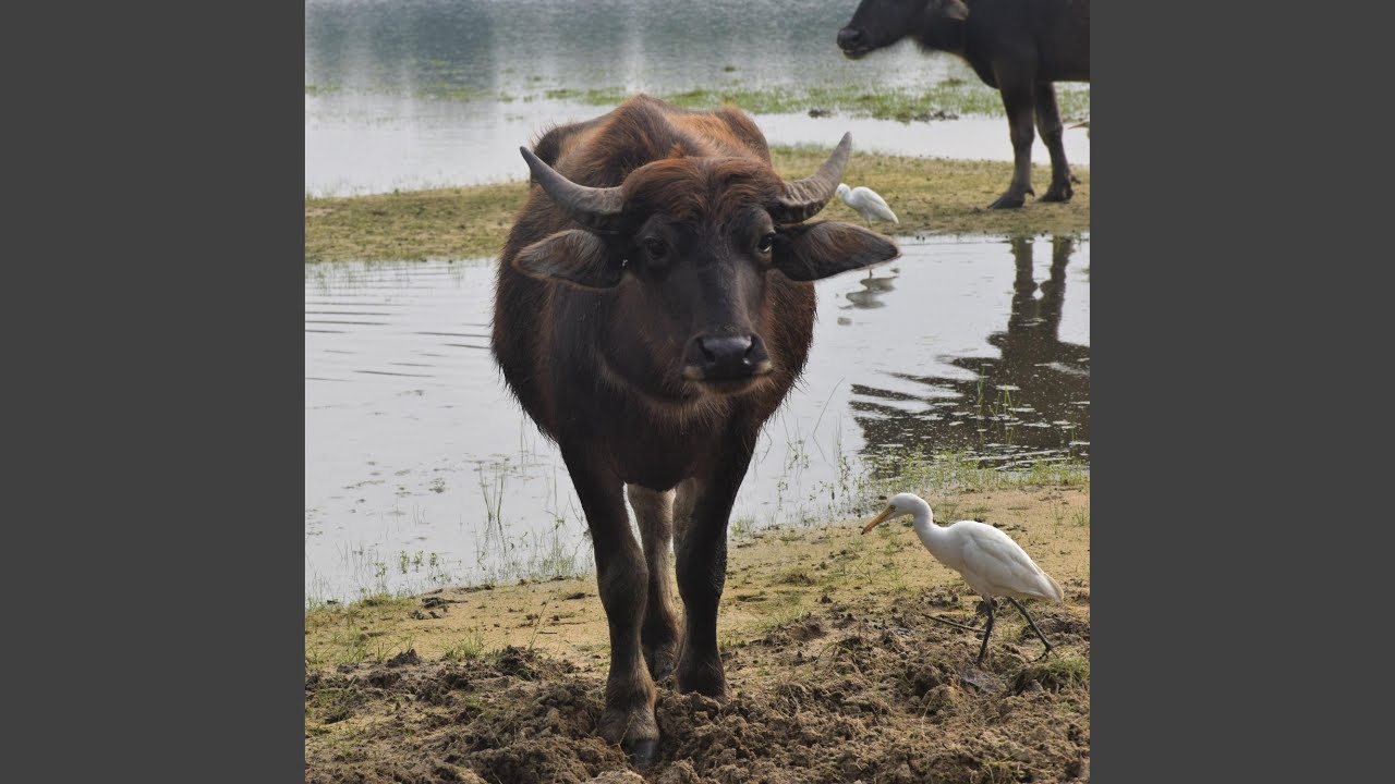 Giant Swamp Buffalo from Thailand - YouTube