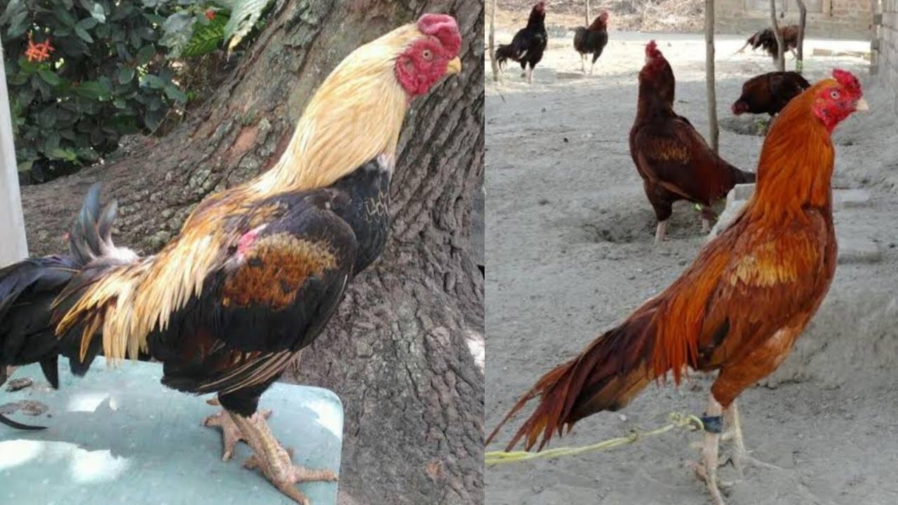 red aseel rooster murga fight | java aseel murga fight | java aseel murga vs red rooster market ...