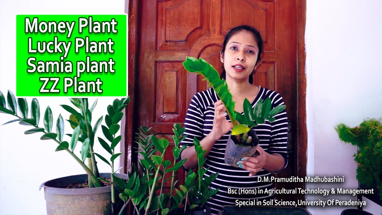සල්ලි ගහ ලෙස හදුන්වන Lucky plant/ money plant/ zz plant / samia plants ...