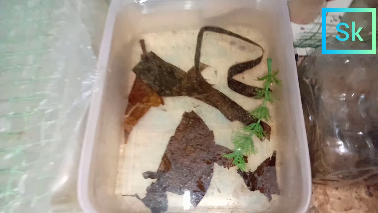 How to see the guppy male female gravid spot - YouTube