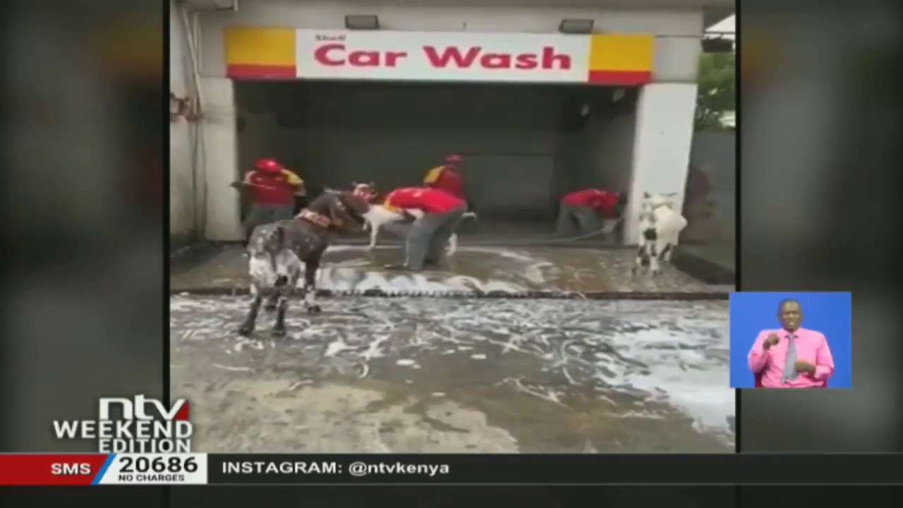 Wash that? Oh my Goat! : Goats get a wash at the car wash - YouTube