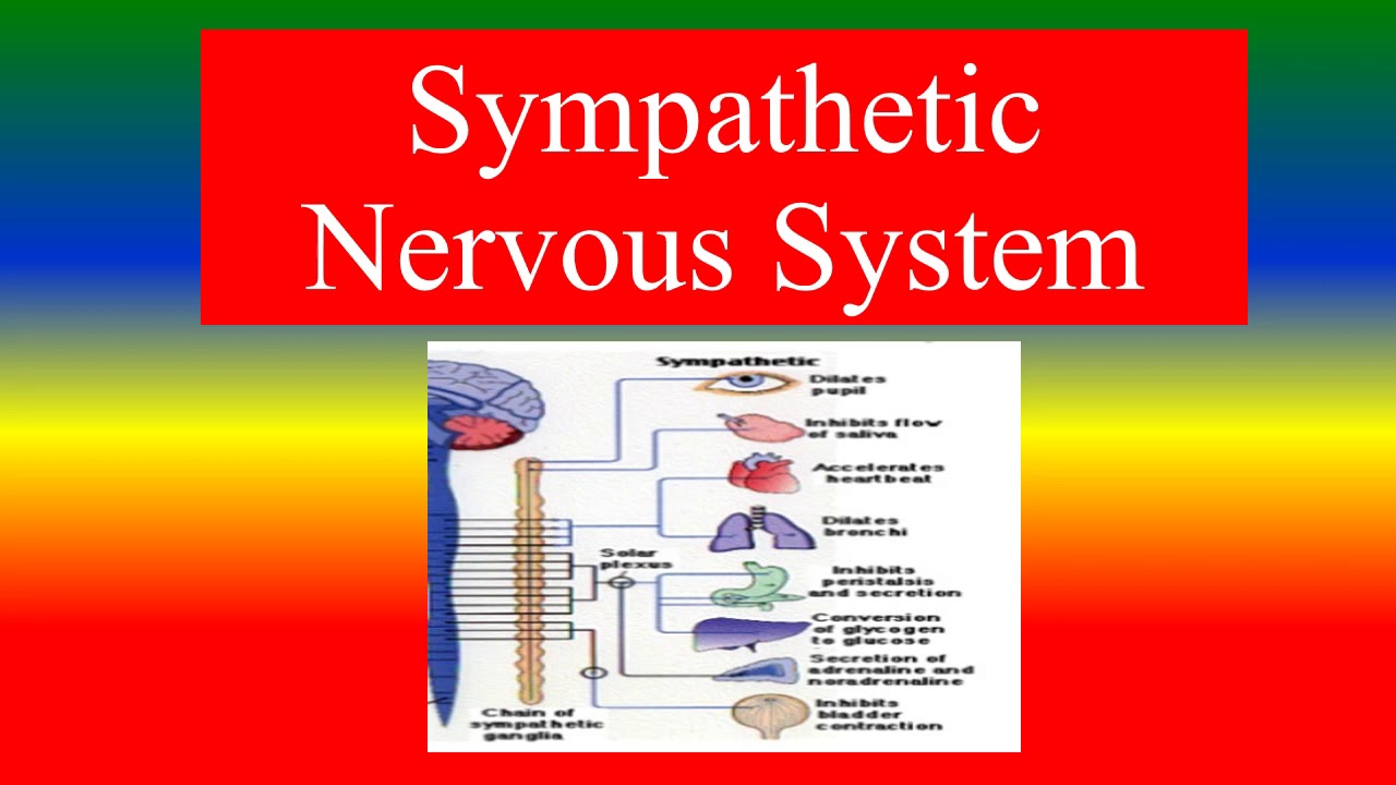 SYMPATHETIC NERVOUS SYSTEM - YouTube