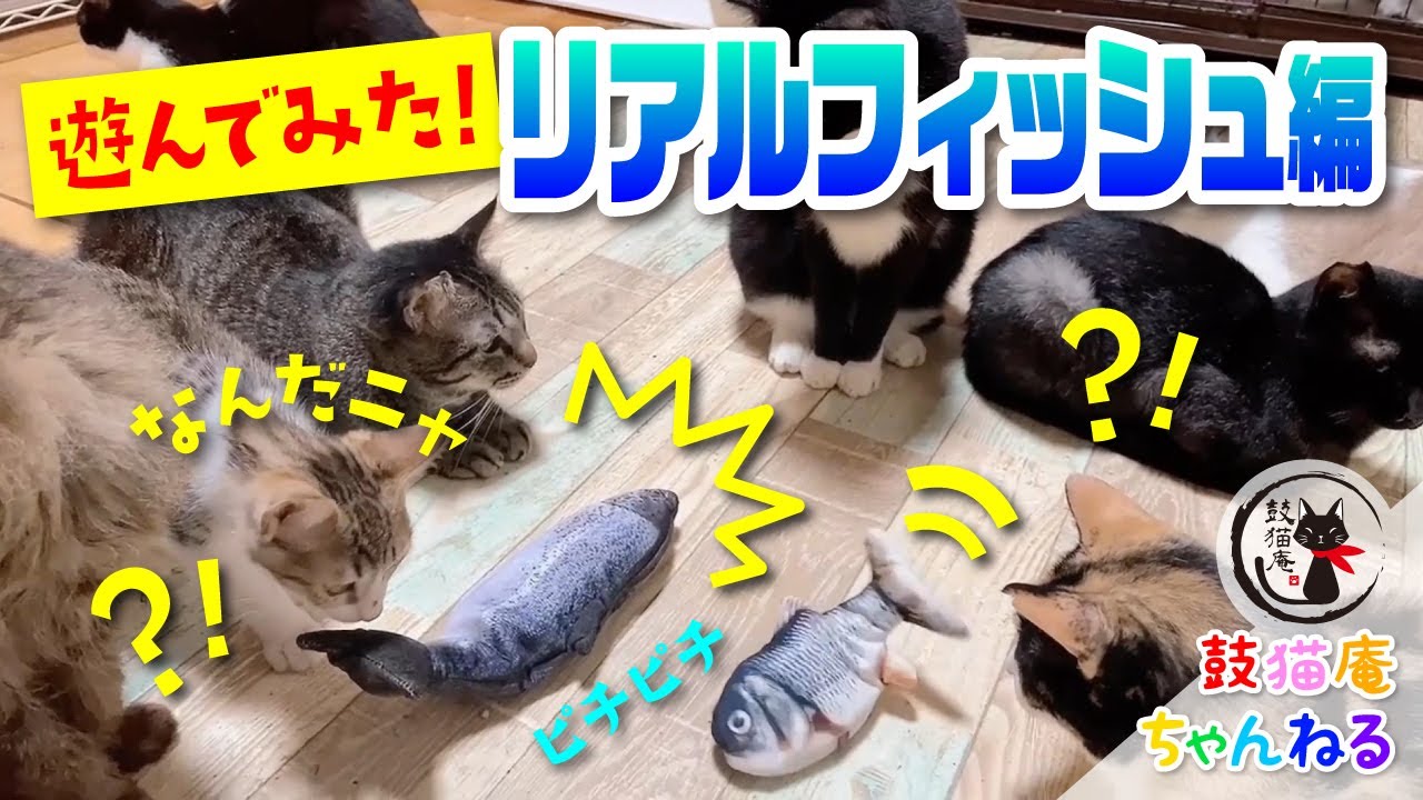 【猫と遊ぶ】お魚ピチピチ♪ リアルフィッシュ編 ฅ^•ω•^ฅ Playing with Cats! Fish Pichi Pichi ...