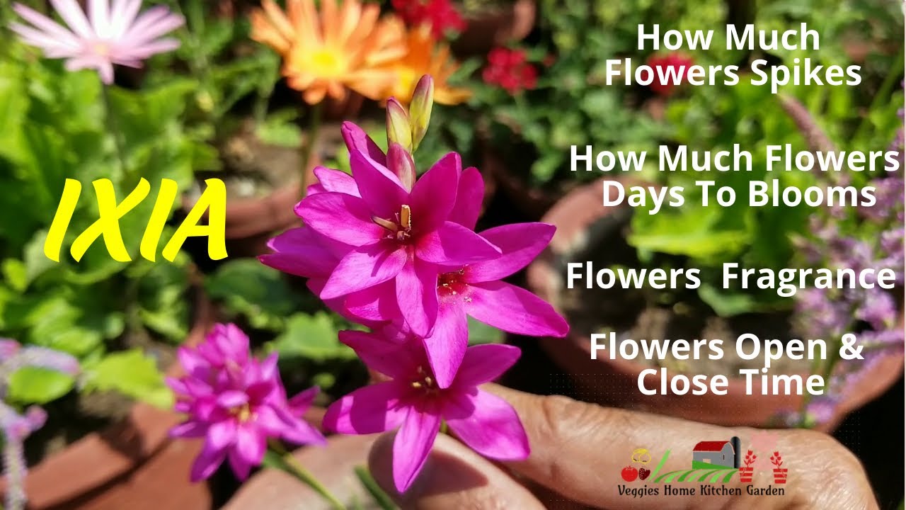 How many Ixia Flowers Spikes comes out | Ixia blooming period | Corn ...