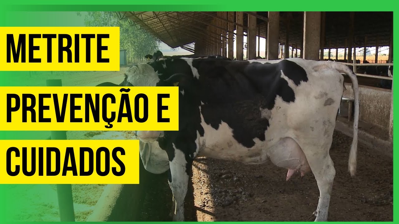 Prevenção da metrite - YouTube