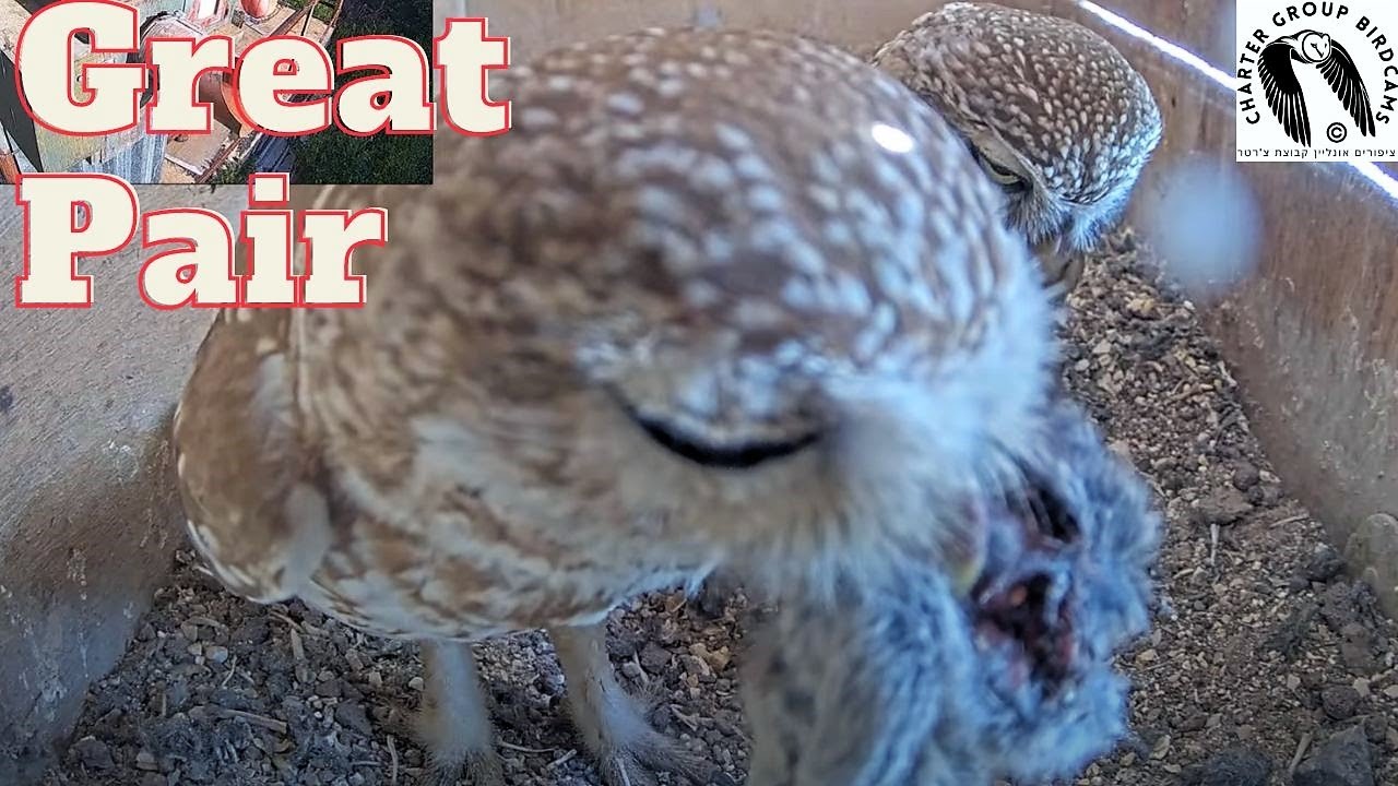 Cute Little Owl Surprises Mate With Breakfast Treat! - YouTube