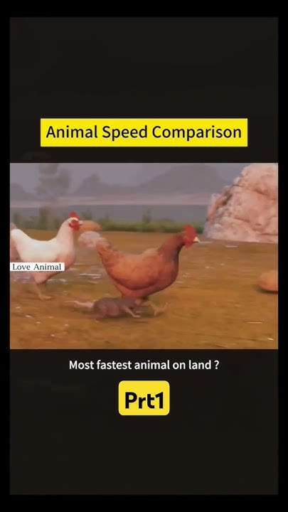 animal speed comparison prt1 - YouTube