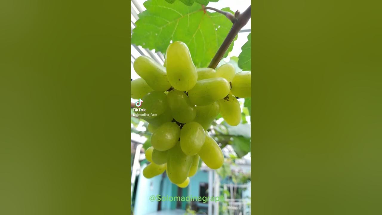 Anggur Heliodor di musim penghujan - YouTube