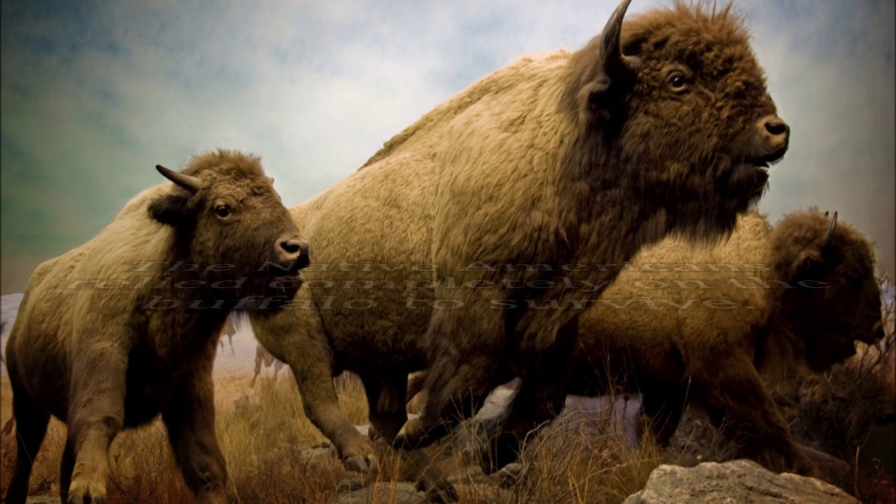 How Did An Animal Sustain An Entire Race YouTube how-did-an-animal-sustain-an-entire-race-youtube