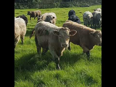 Bluetongue: Understanding the Threat