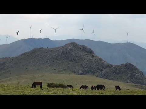 AFYONKARAHİSAR KUMALAR DAĞI YILKI ATLARI