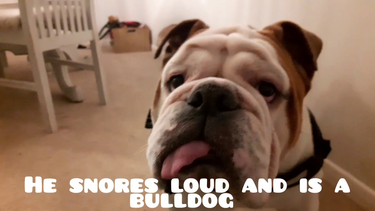this is Boyce!! #bulldogs - YouTube