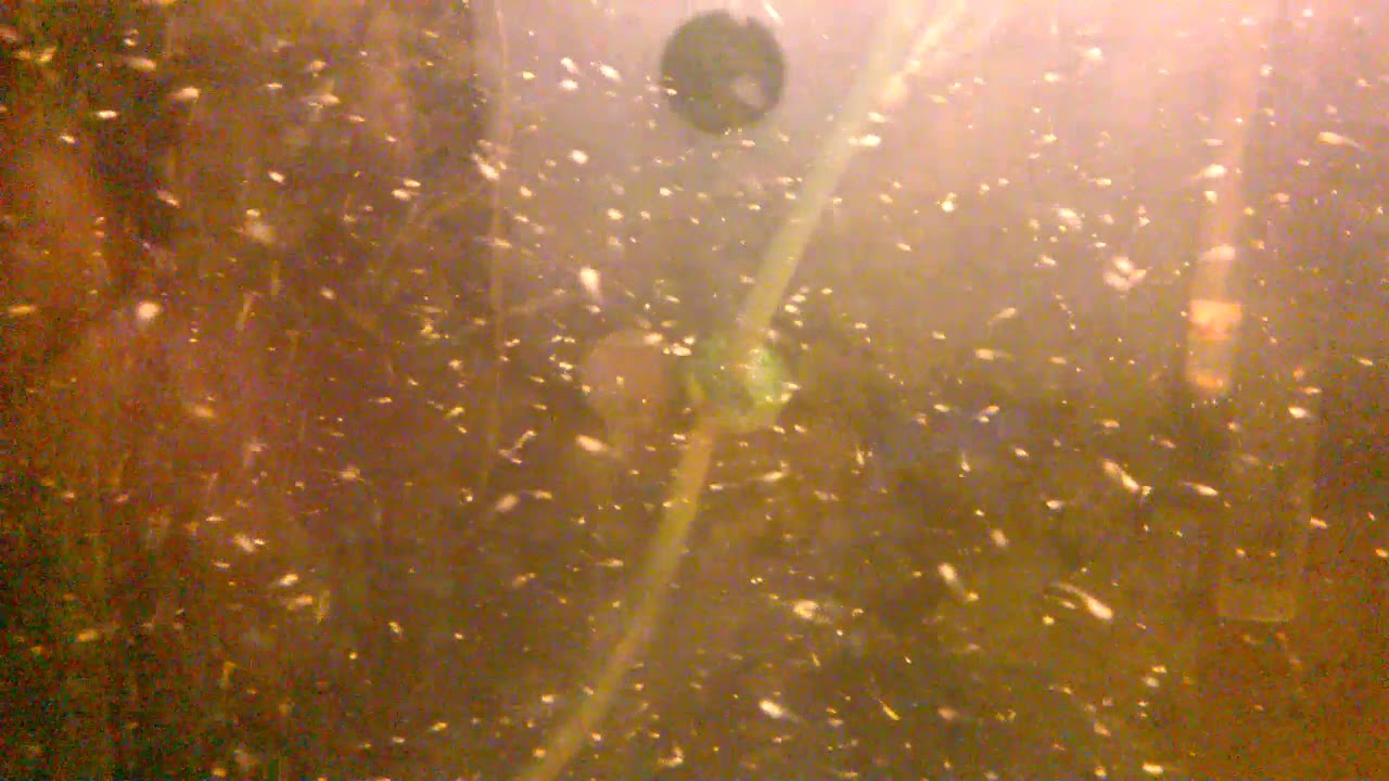 Trihogaster bebe 20170801 13 55 01 - YouTube