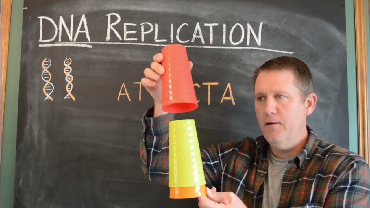 3d DNA Replication basics - YouTube