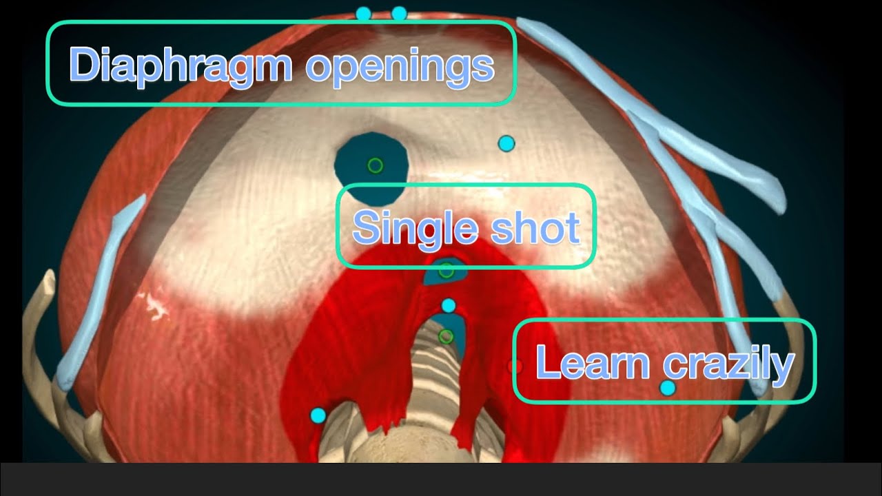 Diaphragm openings # learn crazily #major openings - YouTube