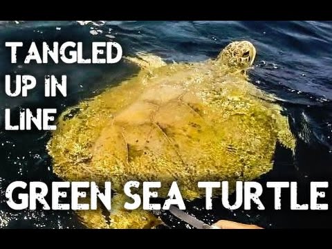 Green Sea Turtle Tangled in Fishing Line - Catch n' Release - YouTube