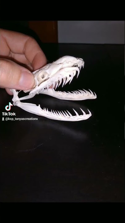 results from my last 10ft Burmese python catch - YouTube