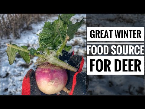 Feeding Starving Deer In Harsh Winter Conditions S11 - YouTube