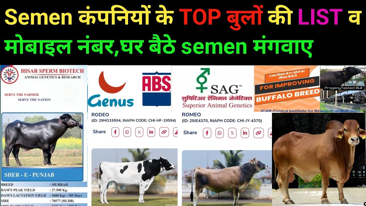 #top bull list of all semen company/#ABS,#SAG,#HLDB - YouTube