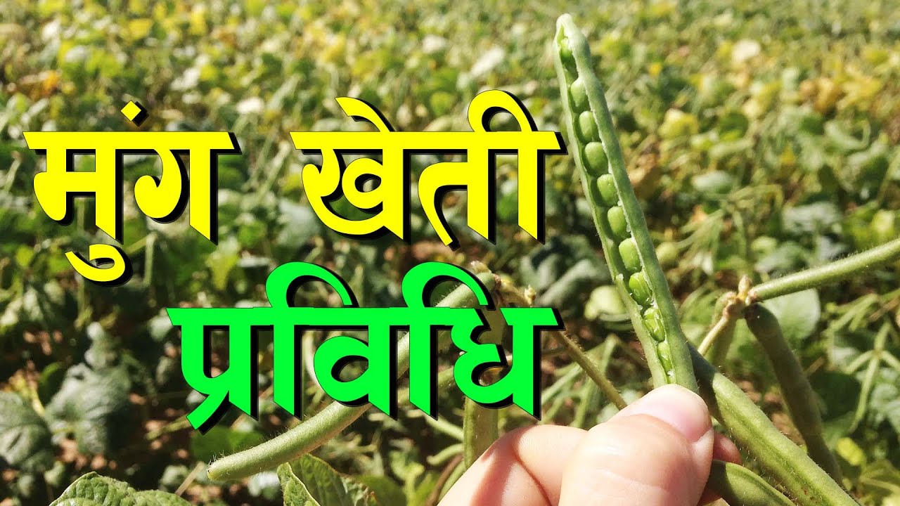 खेती सिकौं, उत्पादन गरौं || Mung Bean Farming in Nepal || - YouTube