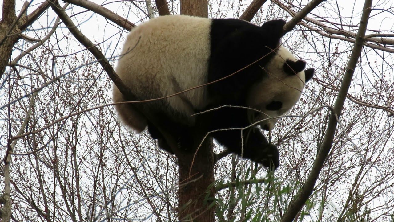 Giant Panda Bei Bei Eats Bamboo in Dawn Redwood - YouTube