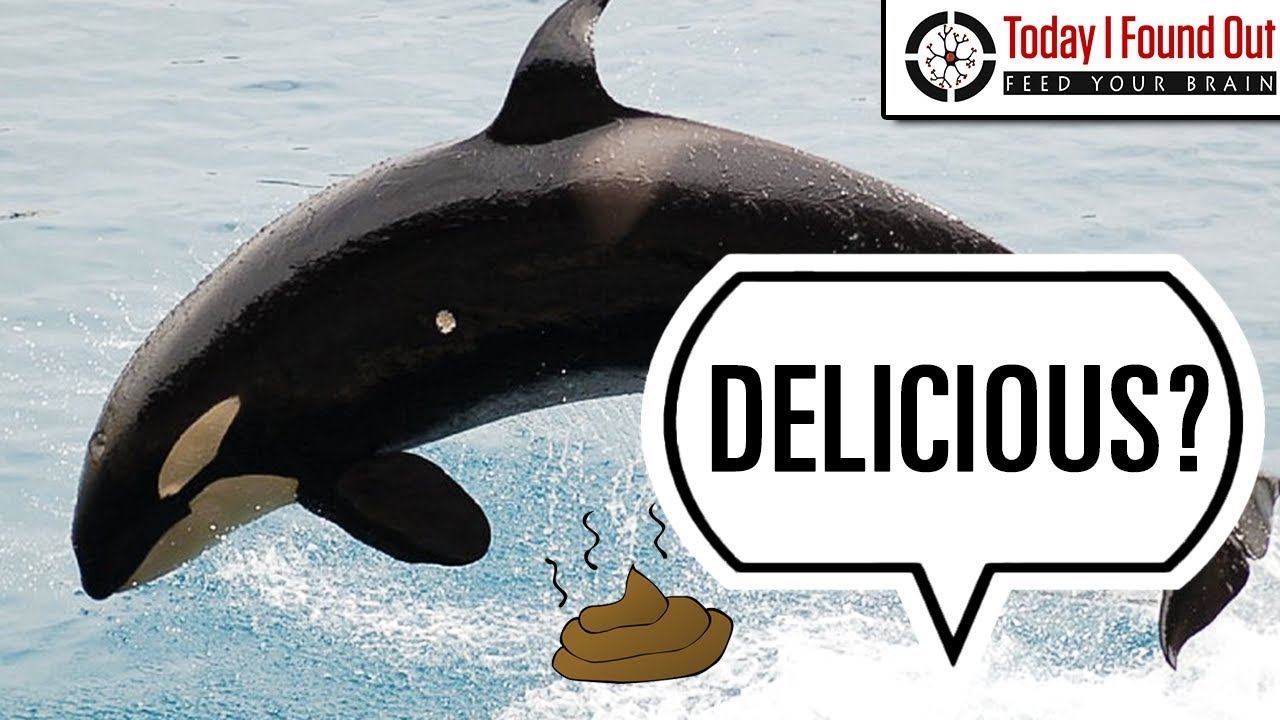 Why Do People Eat Whale Poop? - YouTube