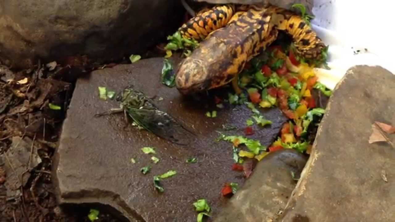 Sparky and the Cicada-Box Turtle Care - YouTube