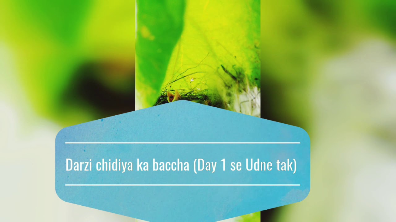 Save Birds(darzi chidiya) - YouTube