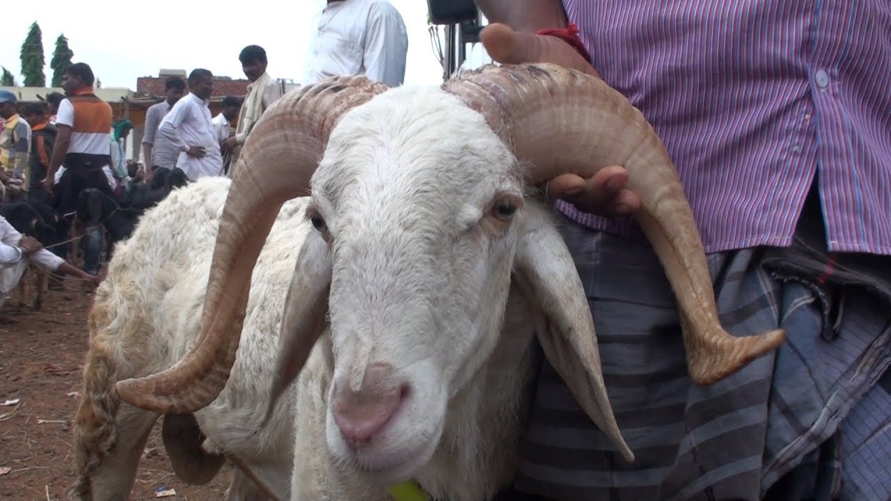 Native Ram for sale in Amingad santhe - YouTube