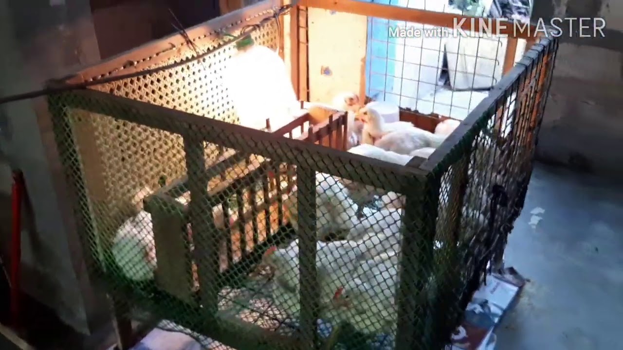 Day 28| How to grow a 45 days old chicken - YouTube