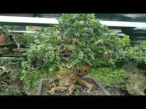 viral bonsai bogel