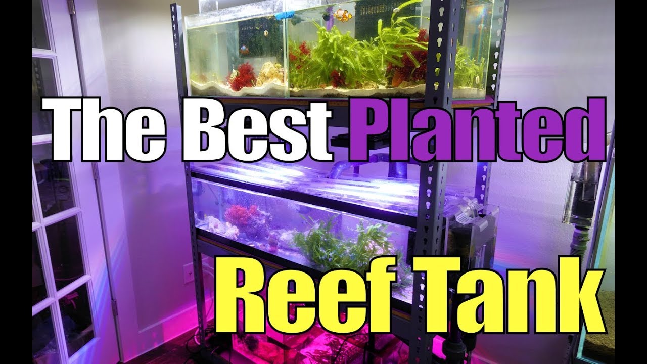 🌎💯 The World's Best Planted Reef Tank Rack 4K - YouTube