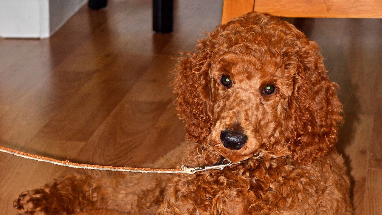 Matis The Poodle Barks At His Water Dish - Cute Dog Video - YouTube