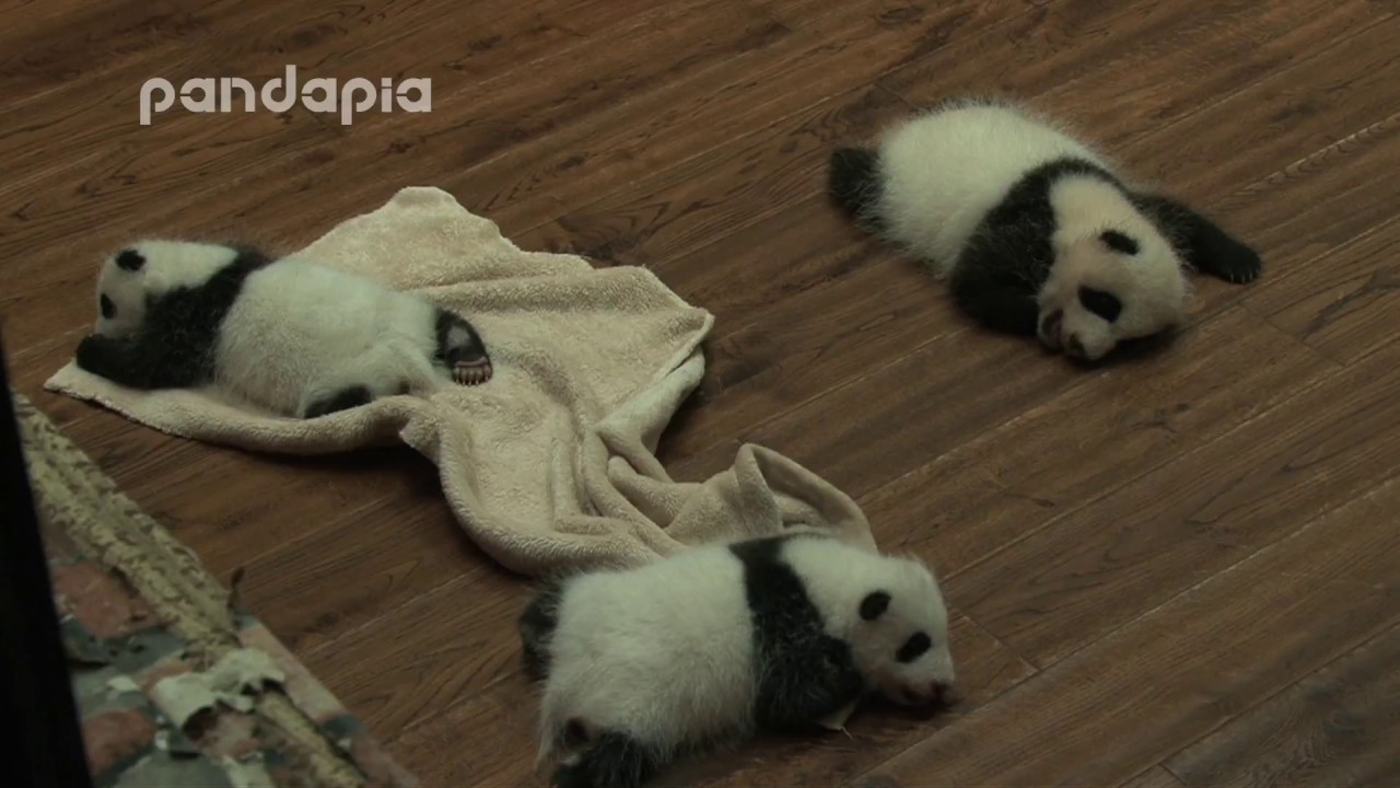 panda cubs sleep on the blanket - YouTube