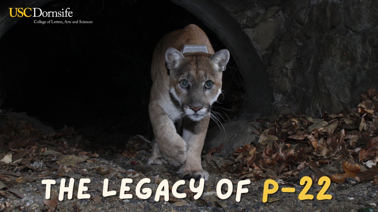 Meet the USC Alumnus Who First Discovered P-22, LA’s Famous Mountain ...