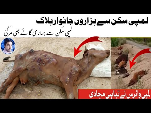 Lampi Skin Disease in Cow | lampi Skin sy Hamri Gaye mar gai | Cow ...