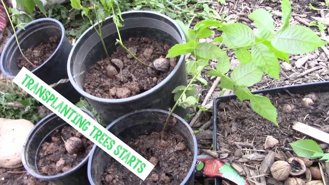 Transplant Trees - YouTube